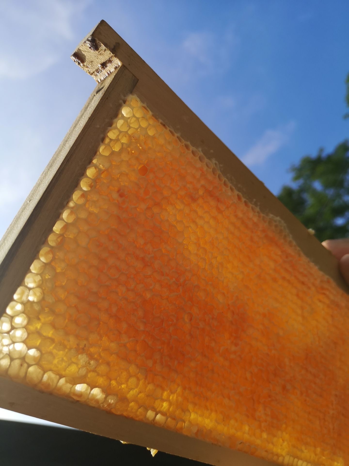 Comment les abeilles font le miel ? Apinae Apiculture