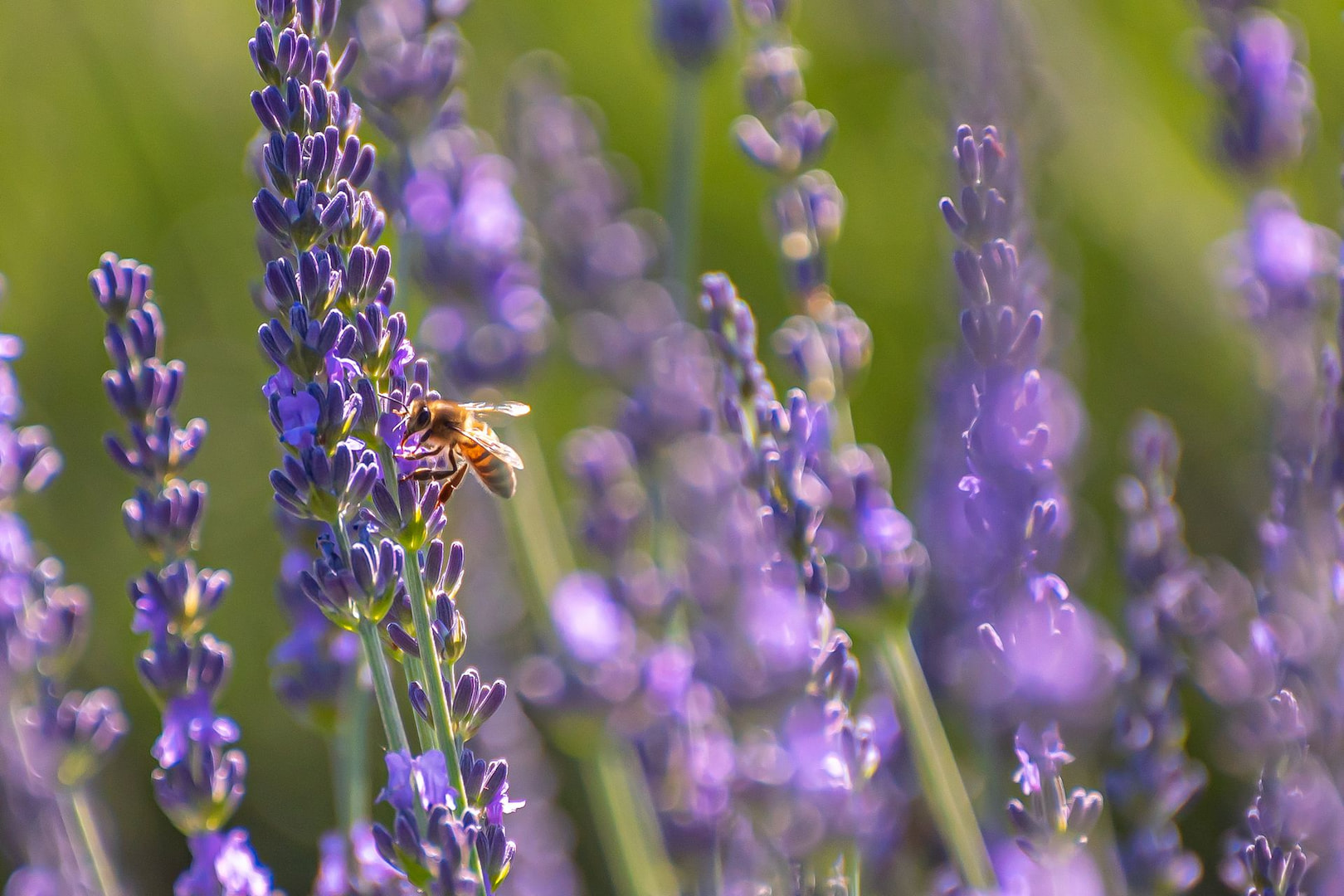 Miels de Provence Vosges Pyrénées Apinae Apiculture