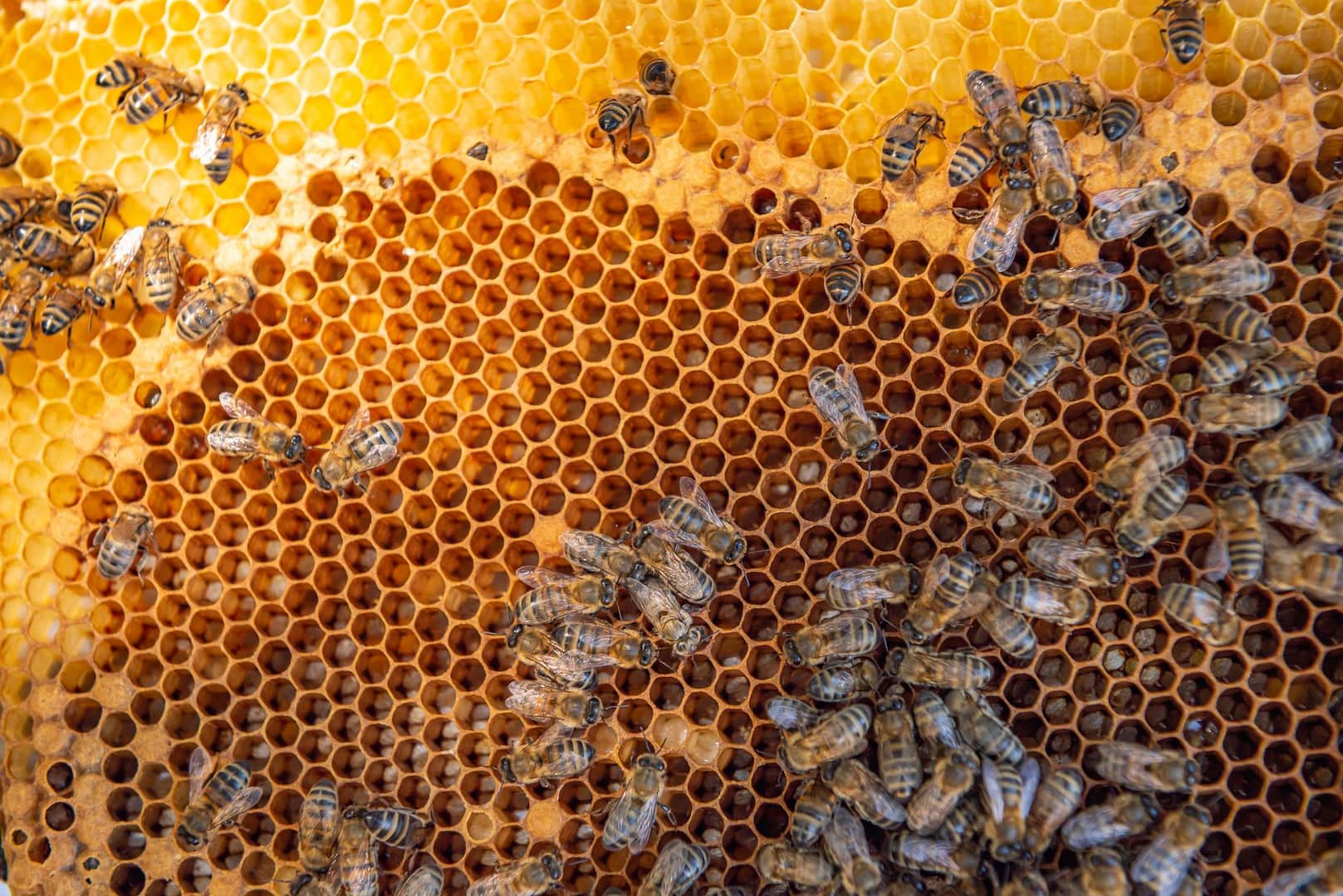Miels de Provence Vosges Pyrénées Apinae Apiculture