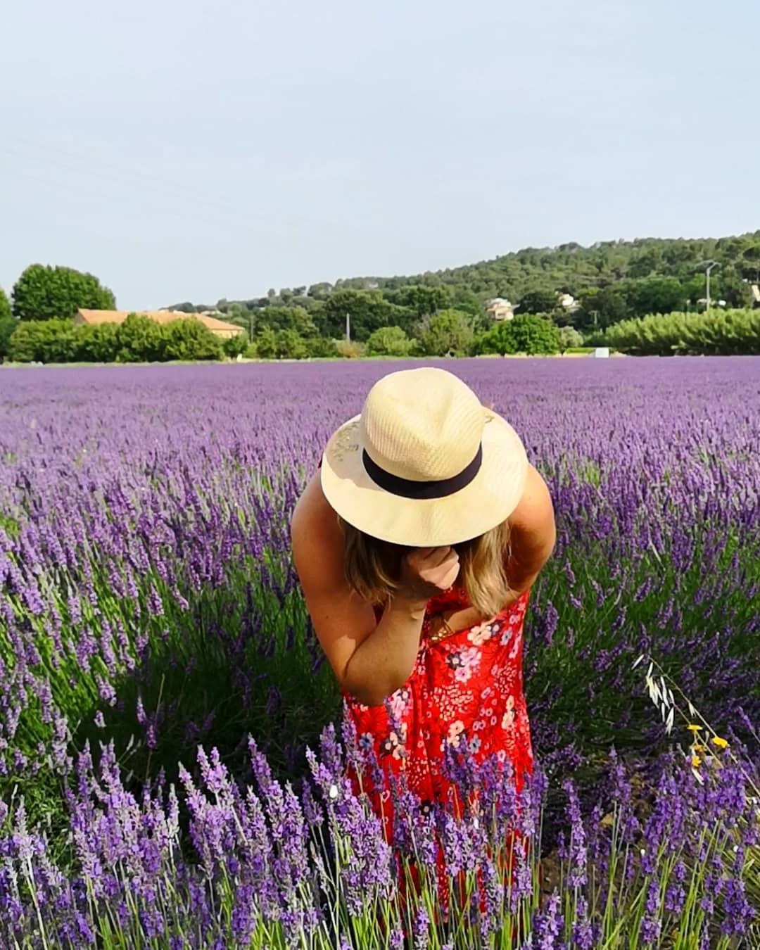 Miels de Provence Vosges Pyrénées Apinae Apiculture