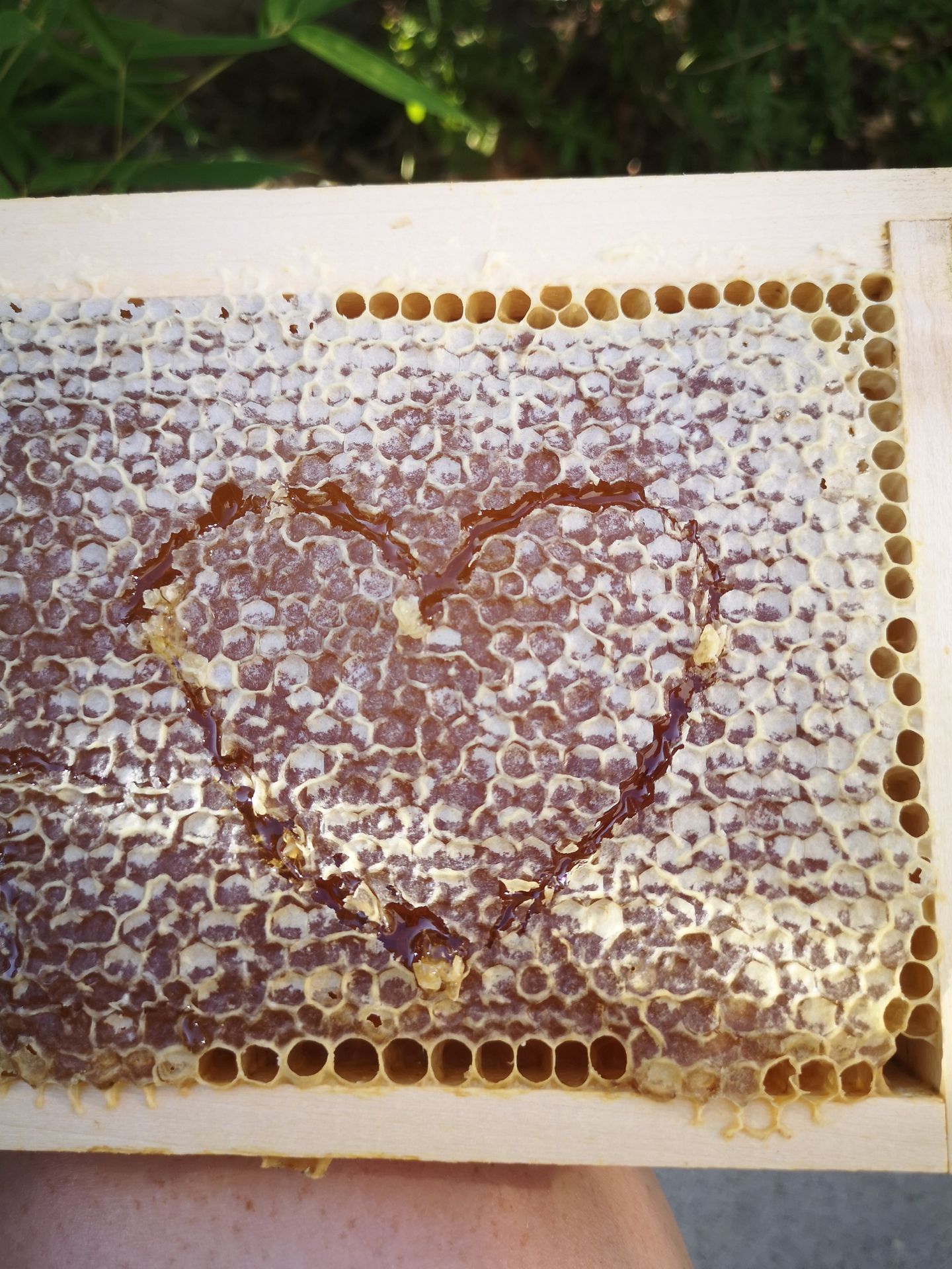 Miels de Provence Vosges Pyrénées Apinae Apiculture